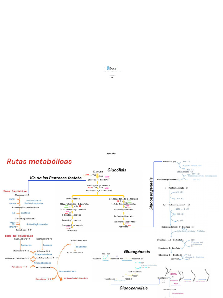 DIBUJO RUTAS METABOLICAS - UDocz | PDF | Religión y espiritualidad