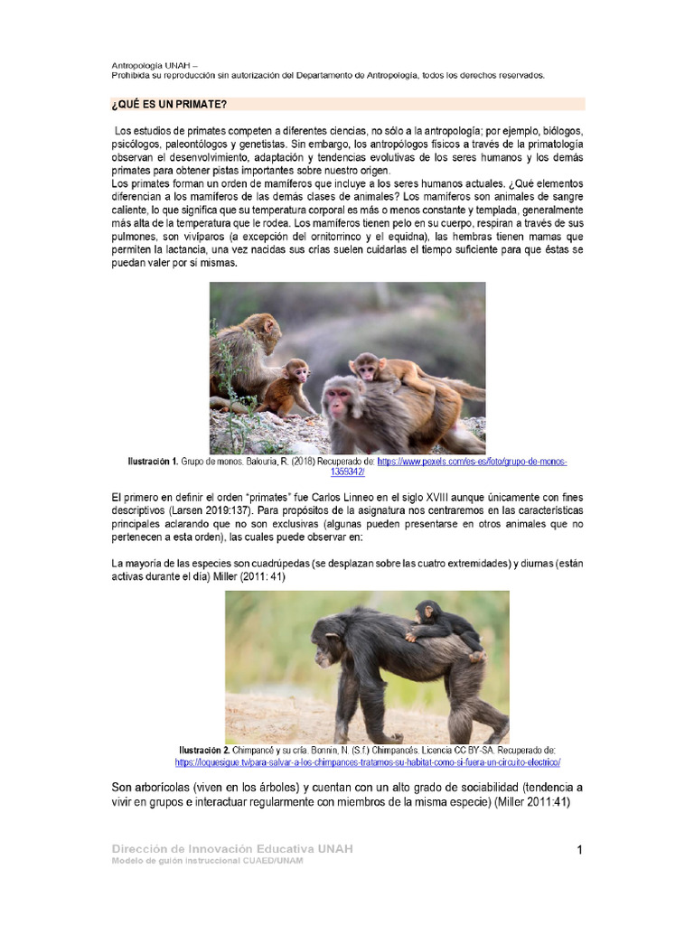 EVOLUCIÓN DE PRIMATES UNAH AN 101 2023 - Page-0001 | PDF