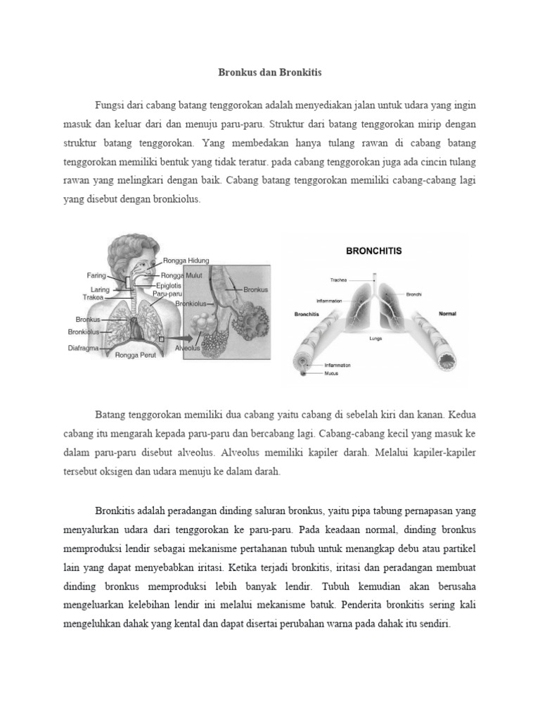 Fungsi Bronkus dan Bronkitis pada Paru-paru | PDF
