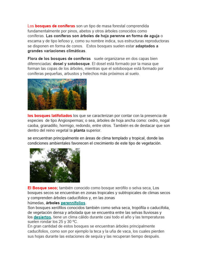 Bosques Coniferas | PDF | Arboles | Los bosques