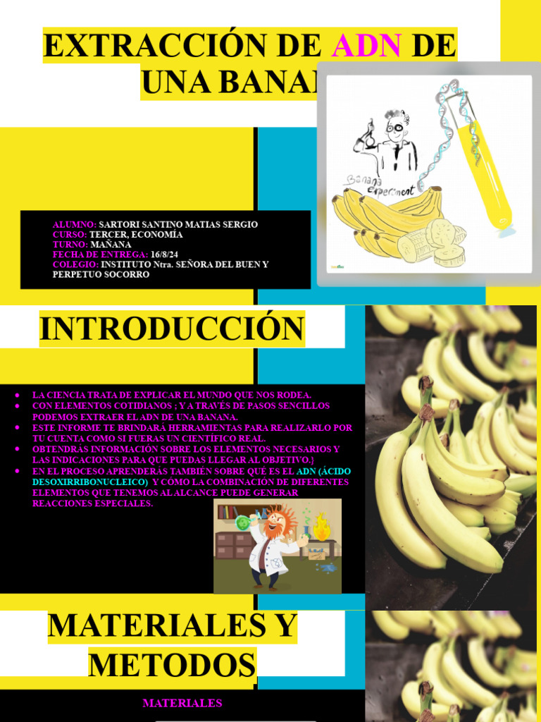 Copia de Adn de Una Banana | PDF | Biología Celular) | Adn