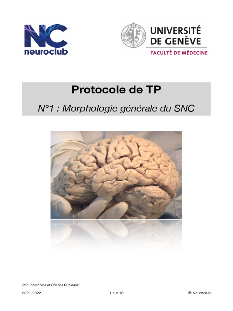 Morphologie du SNC : TP d'anatomie | PDF | Circonvolution cérébrale ...