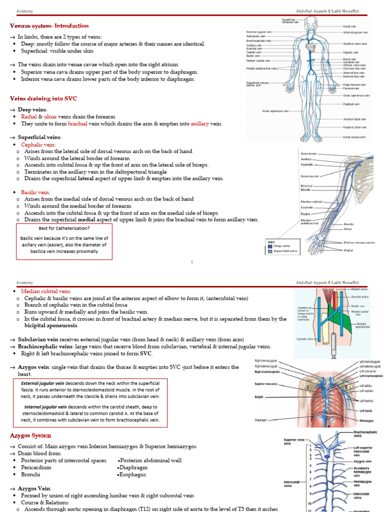 CVS Anatomy 5 | PDF | Vein | Arm