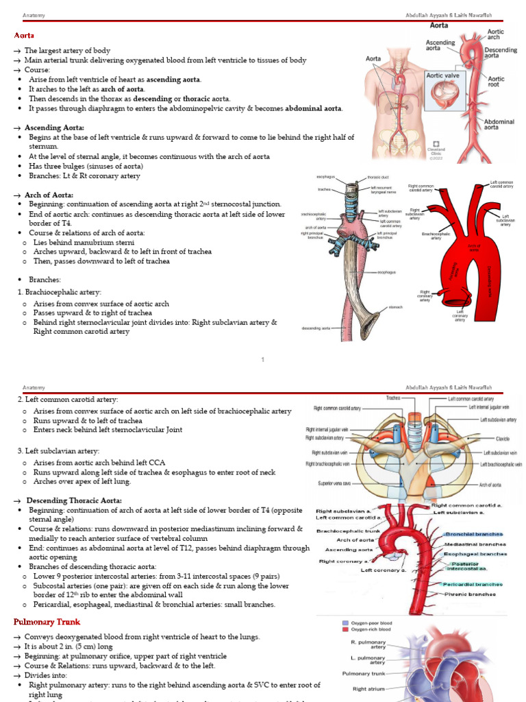 CVS Anatomy 4 | PDF | Aorta | Common Carotid Artery
