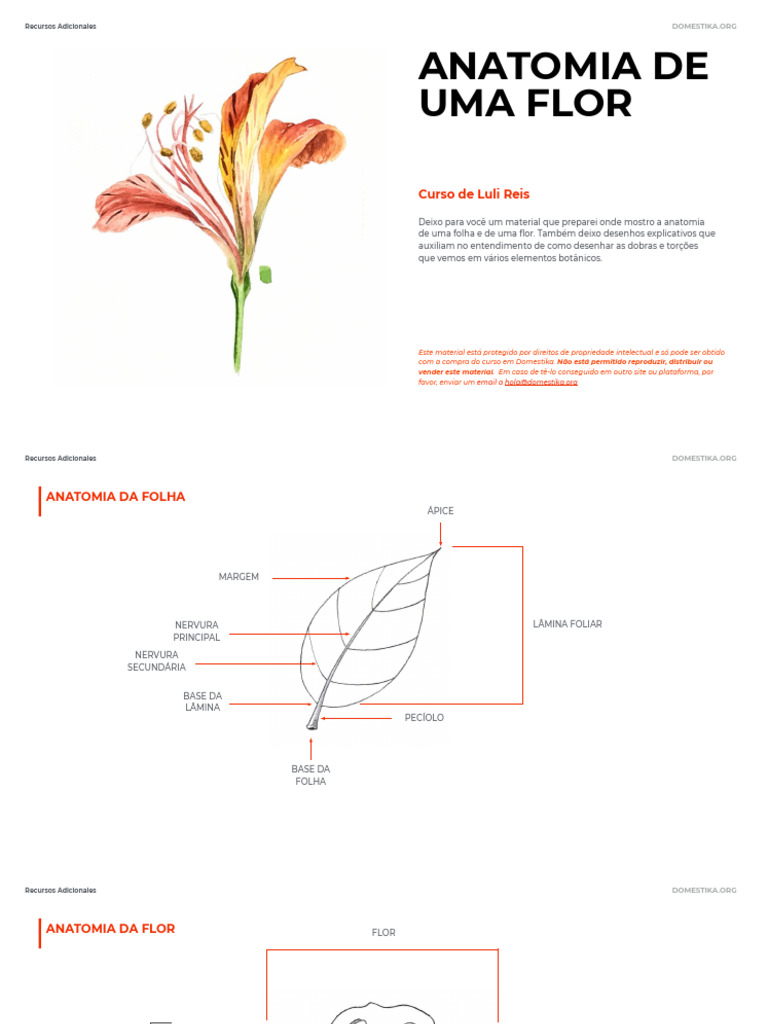 U3R1 - Anatomia de Uma Flor | PDF | Folha | Reprodução vegetal
