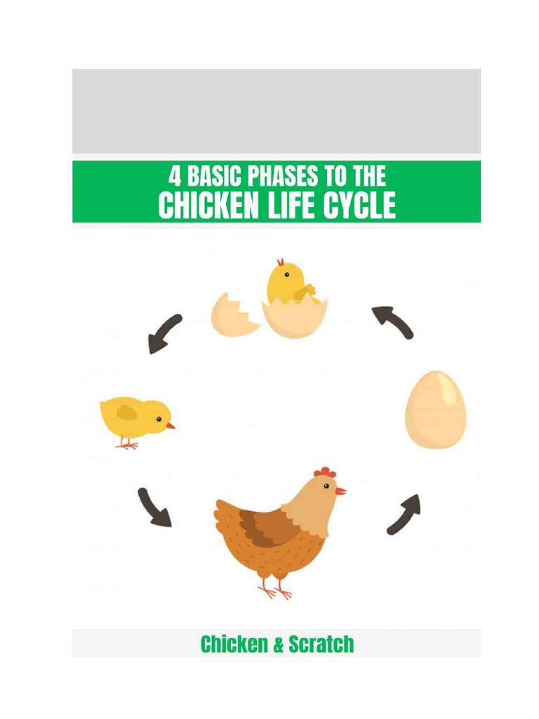 Life cycle of chicken | PDF