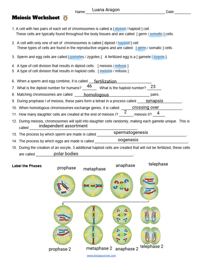 Meiosis Worksheet Pdf Meiosis Ploidy