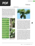 PLAN de MANEJO TIPO PARA PALMA CHIT (Thrinax Radiata) Manejo Extensivo ...