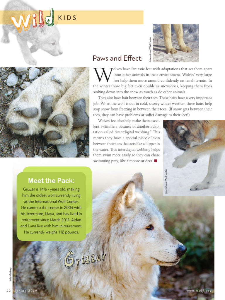 Cute Kids Paws For Effect in Snow | PDF | Fur | Zoology