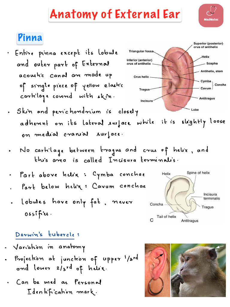 Anatomy of External Ear | PDF | Ear | Anatomy
