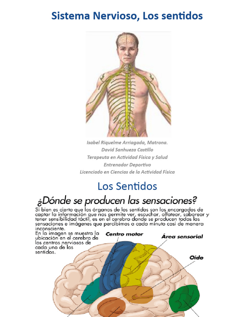 Sistema Nervioso y Los Sentidos | PDF | Oído | Gusto
