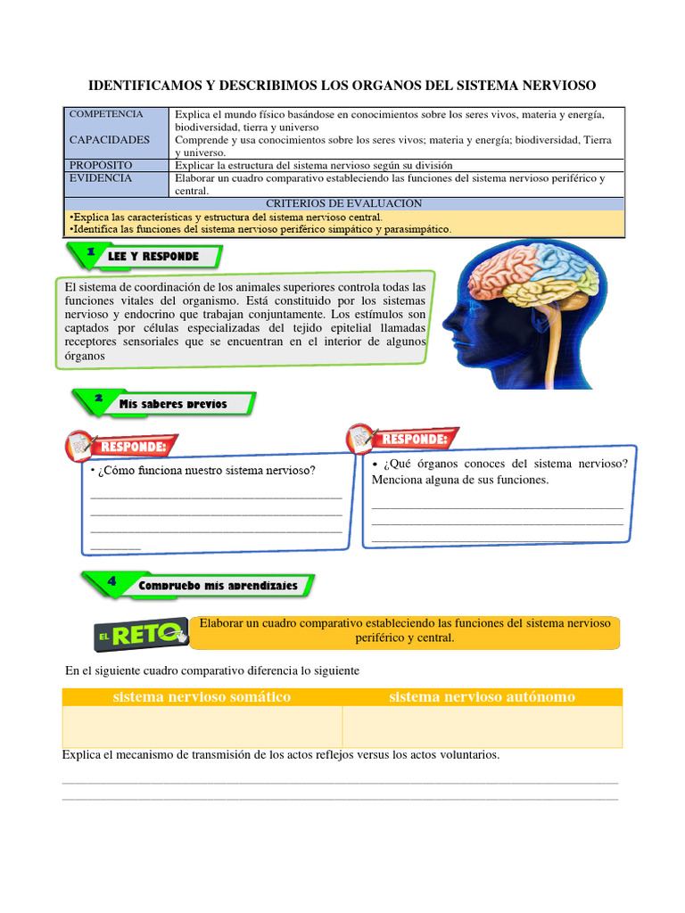 SNC y SNP 4to. | PDF | Sistema nervioso | Cerebro