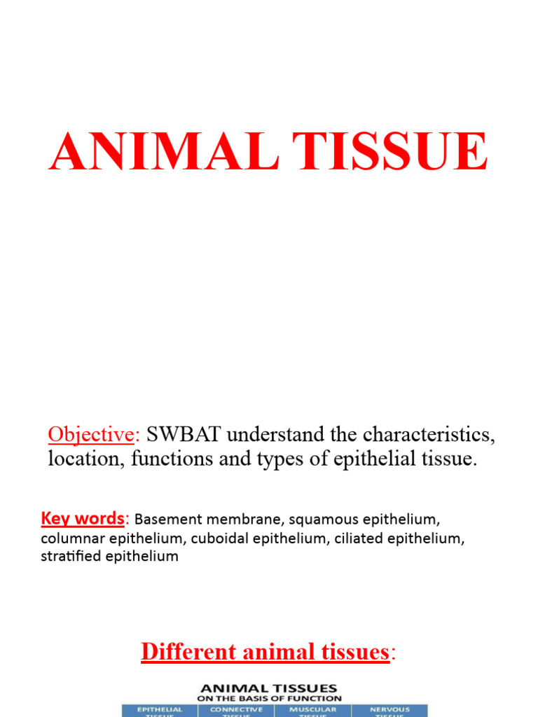 Animal Tissue | PDF | Epithelium | Tissue (Biology)
