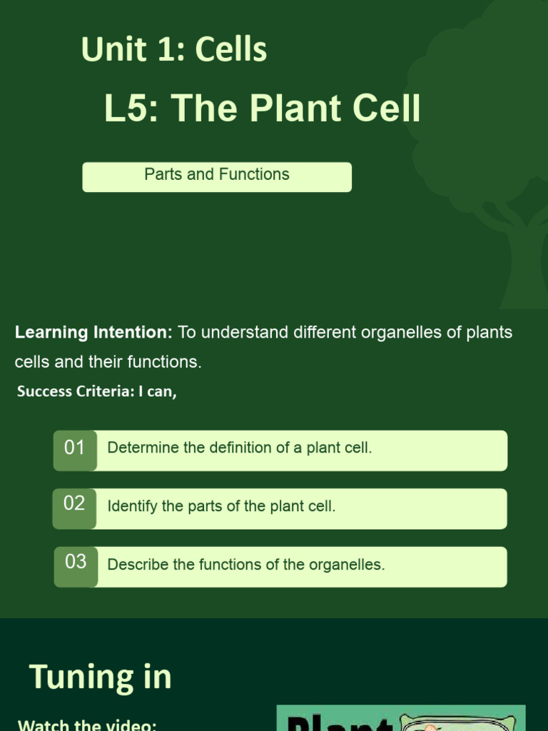 L5 - Plant Cells | PDF | Cell (Biology) | Chloroplast