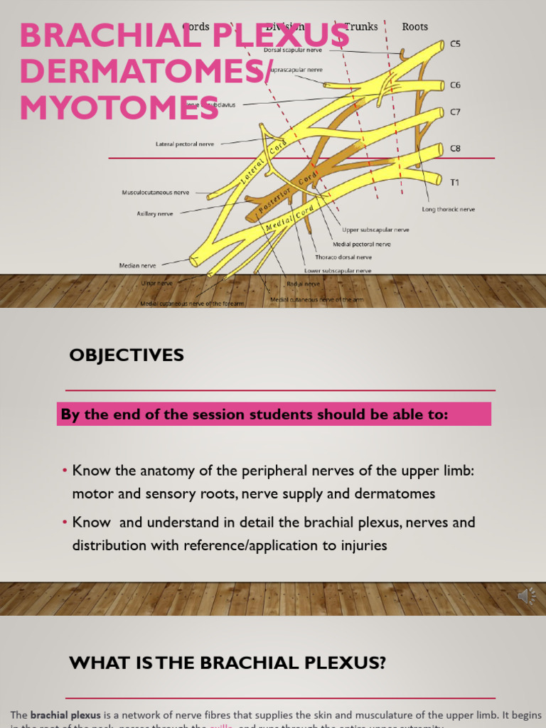 Brachial Plexus And Dermatomes Myotomes 2024 Pdf Arm Anatomical Terms Of Motion