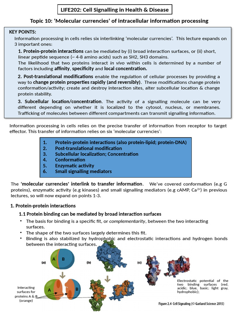 Lecture 10 NOTES Molecular Currencies - Tagged | PDF | Protein ...