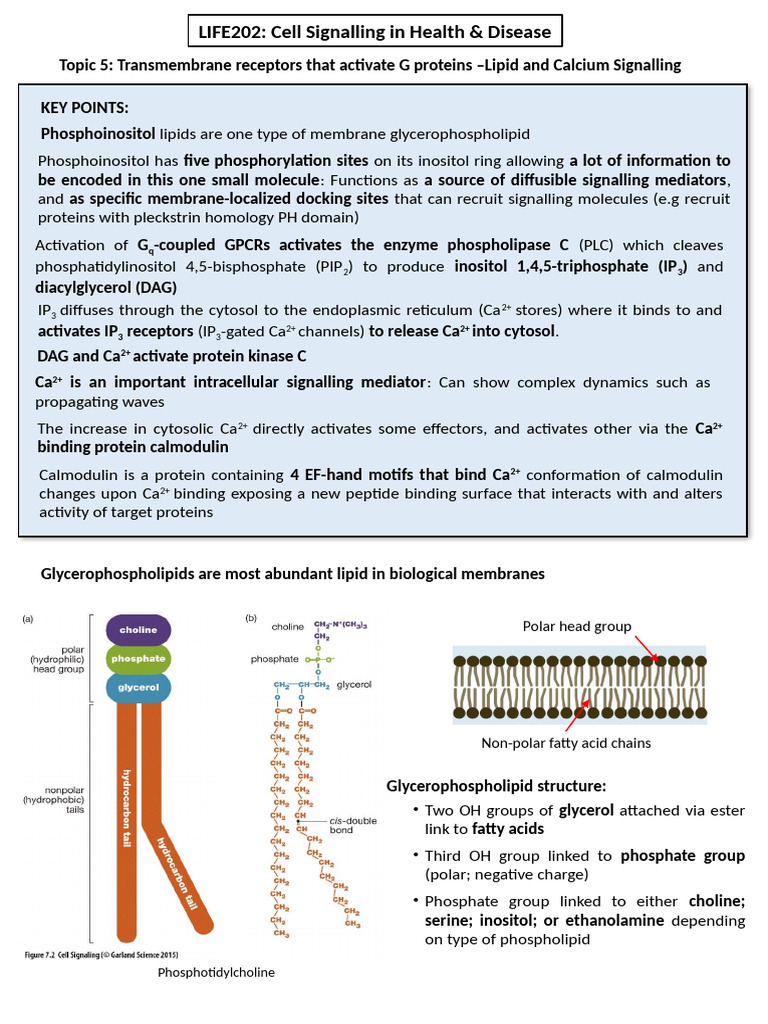 Cell Signalling for Biomed Students | PDF | Calcium In Biology | Cell ...