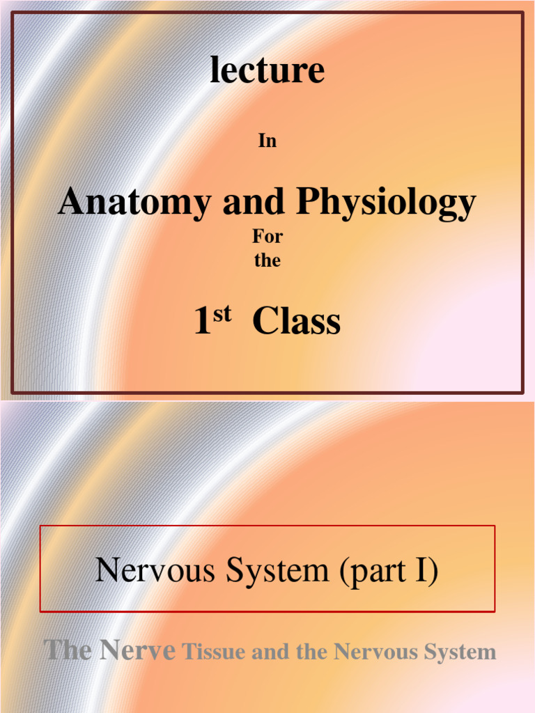 Nervous System Part 1 | PDF | Neuron | Nervous System