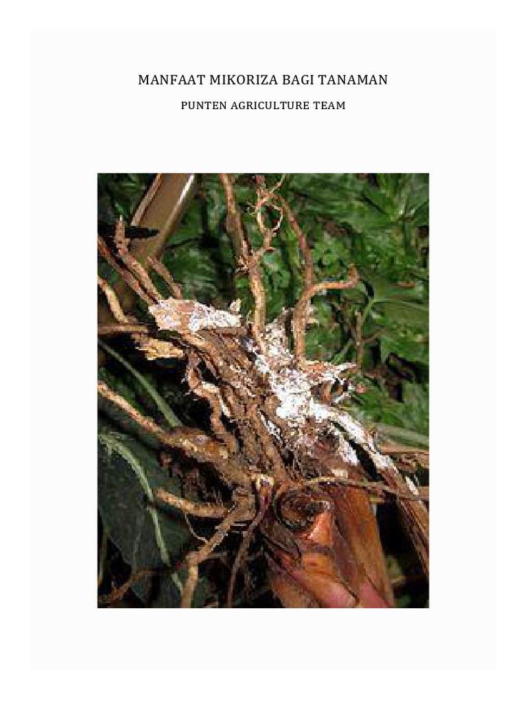 Materi Penyuluhan Pertanian Manfaat Mikoriza Bagi Tanaman | PDF