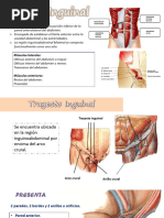 Conducto Inguinal | PDF | Abdomen | Morfología (biología)