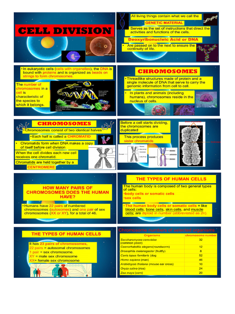 Notes Cell Division and Gametogenesis | PDF