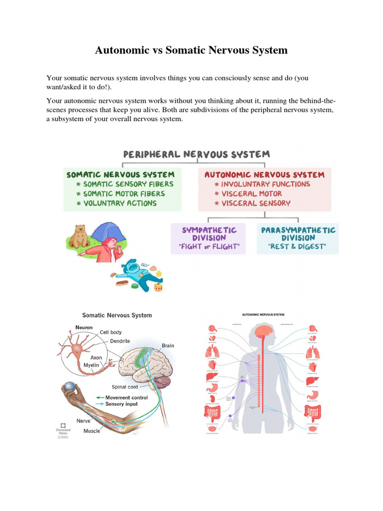 Autonomic vs Somatic Nervous System | PDF