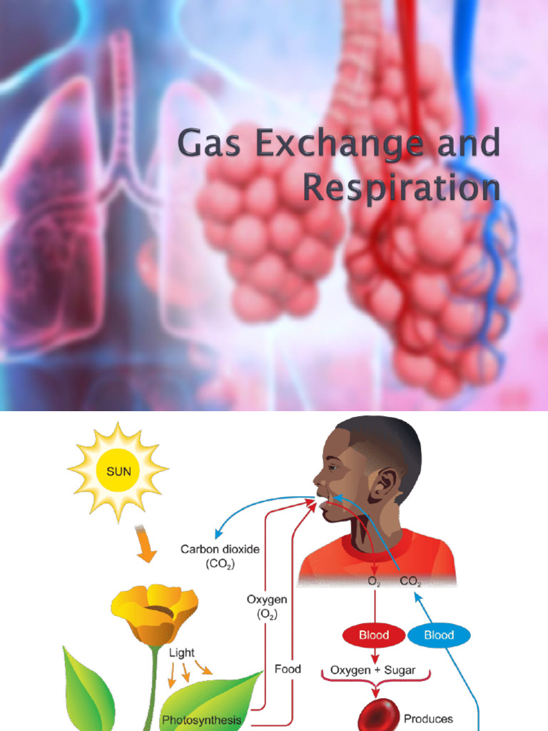 09 Gas Exchange & Respiration | PDF | Respiratory System | Cellular ...