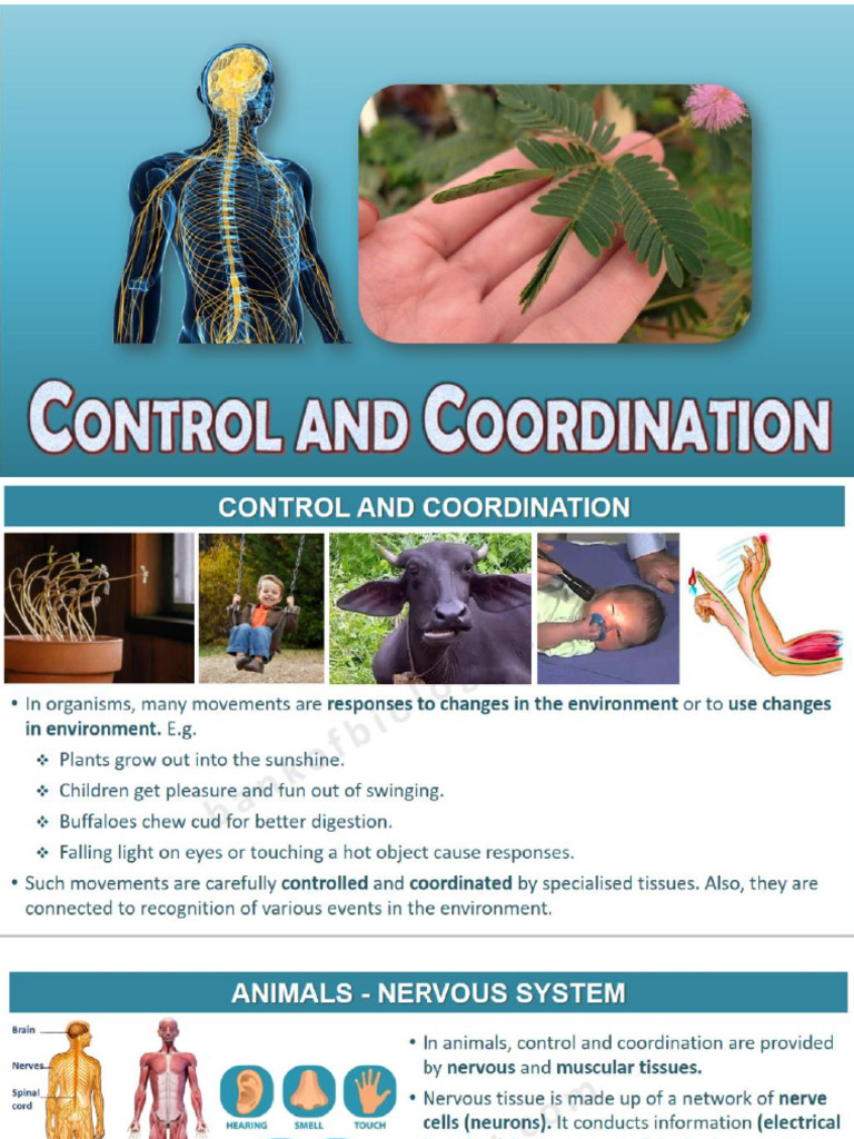 X PPT Control and Co Ordination | PDF