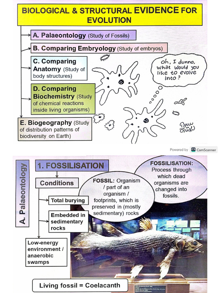 Slideshow Topic 10 Evidence Life Science Grade 12 | PDF