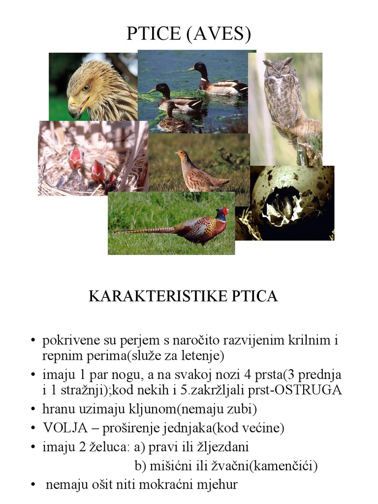 Ptice | PDF
