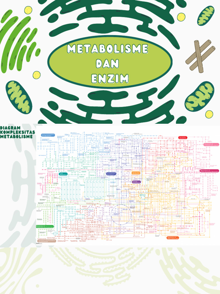 Metabolisme Dan Enzim | PDF
