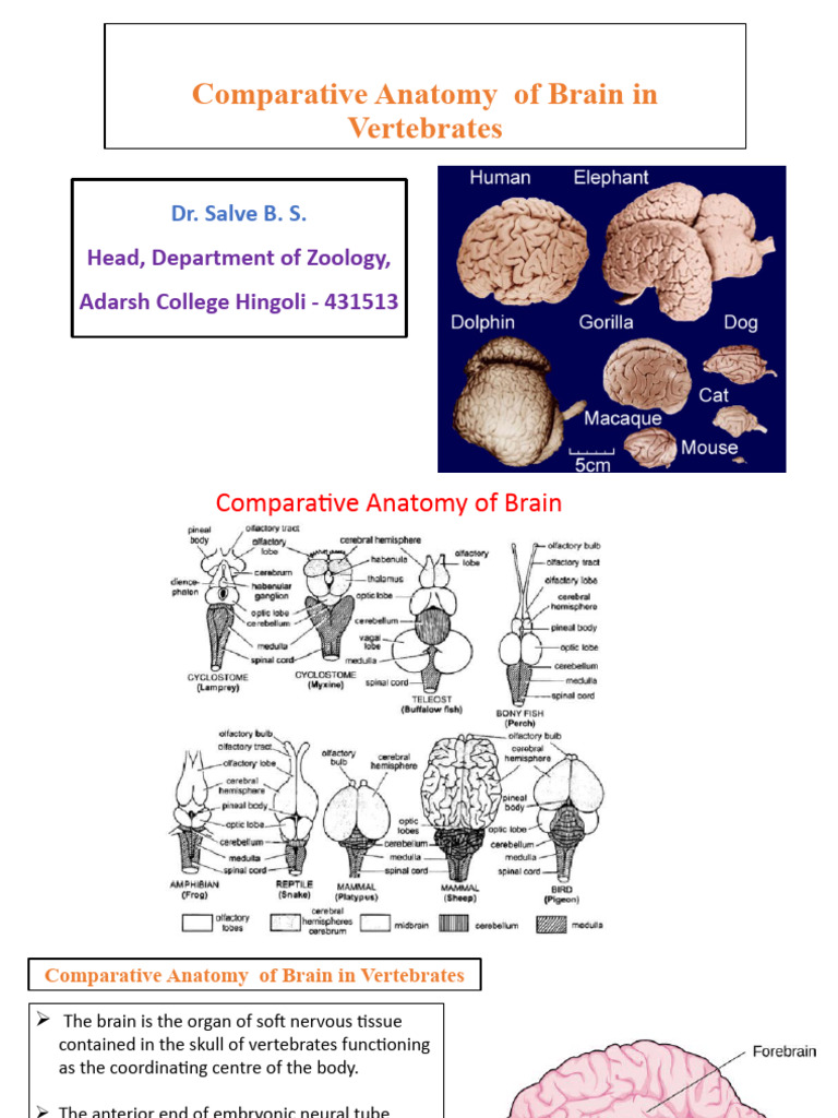 Comparative Anatomy of Vertebrate Brains | PDF | Cerebrum | Brain