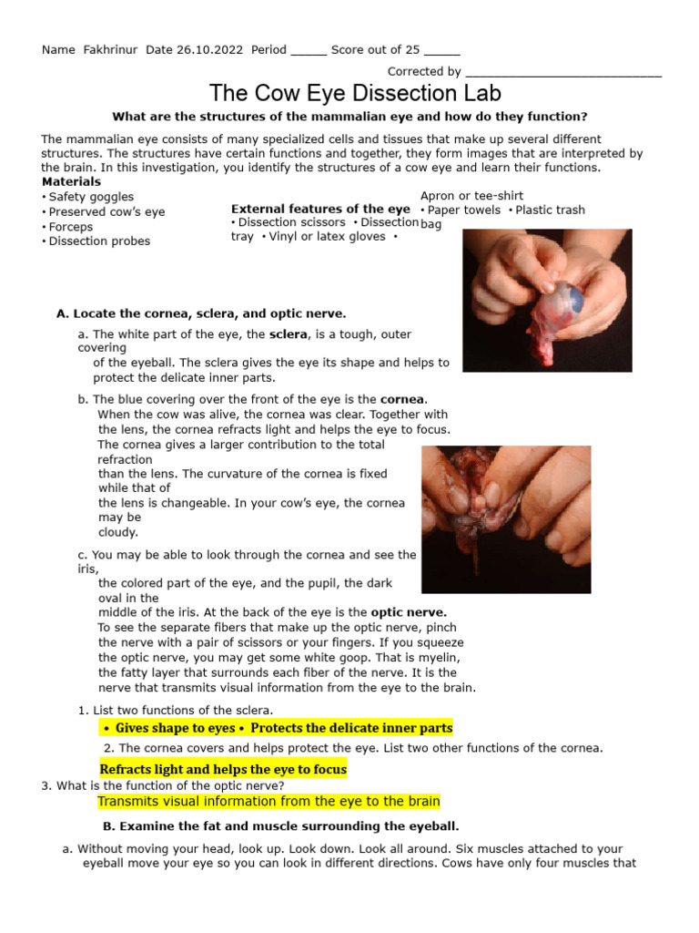 Cow Eye Dissection | PDF | Eye | Human Eye