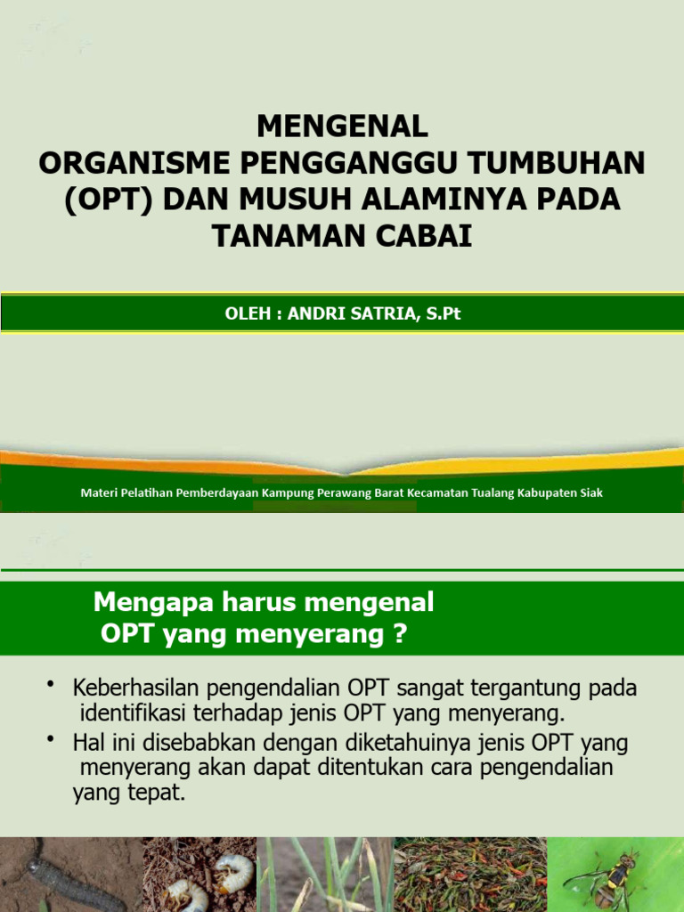 Mengenal Organisme Pengganggu Tumbuhan (Opt) Dan Musuh Alaminya Pada Tanaman Cabai Pusat ...