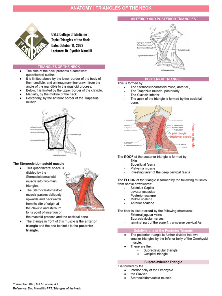Anatomy of Neck Triangles Explained | PDF | Neck | Common Carotid Artery