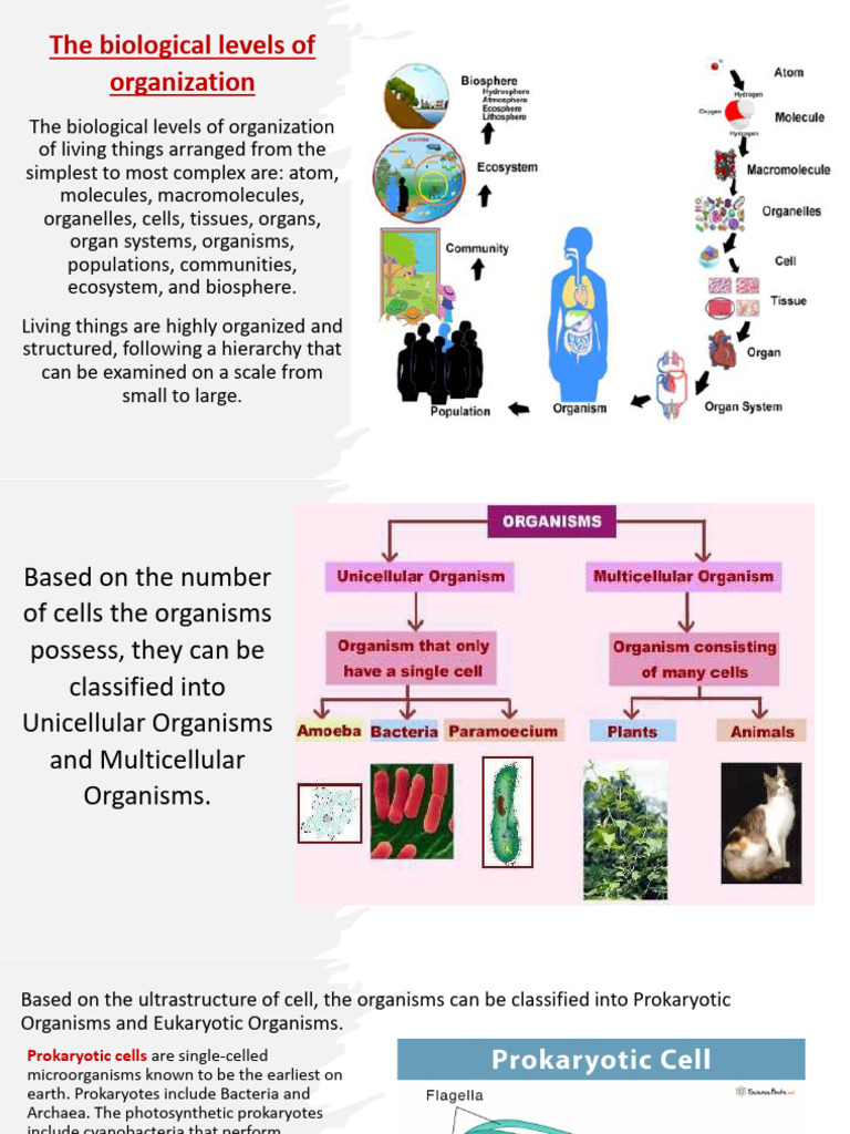 Module 2 Classification | PDF | Cell (Biology) | Model Organism