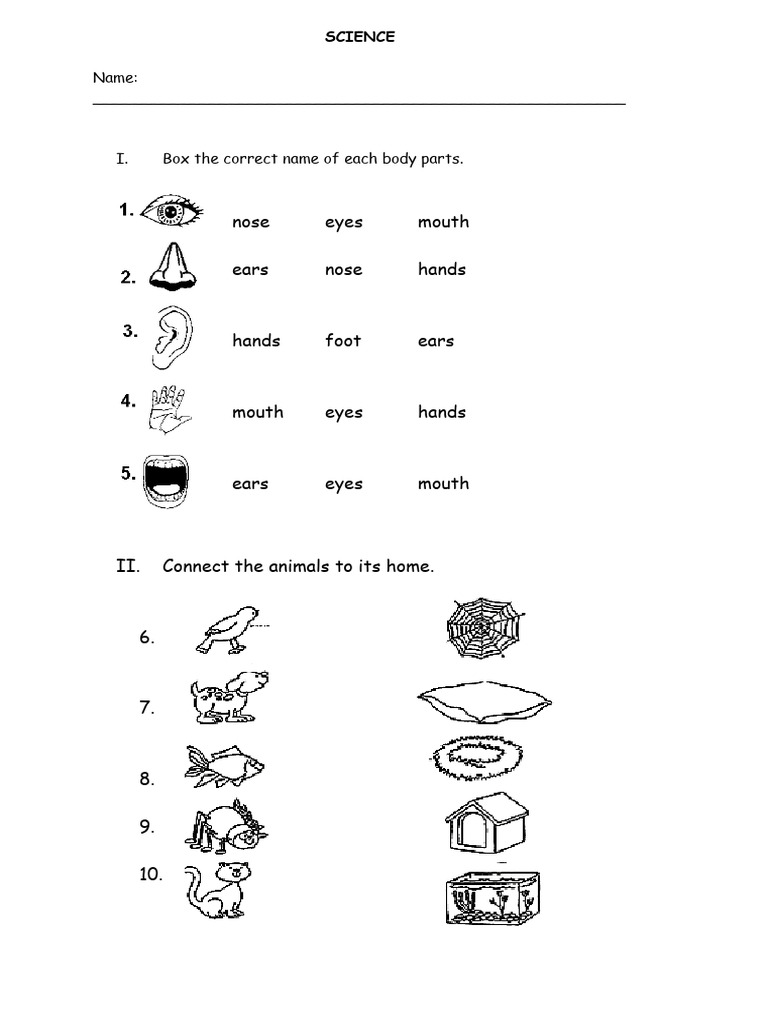 Grade 1 Entrance Exam Review Worksheets | PDF | Plants