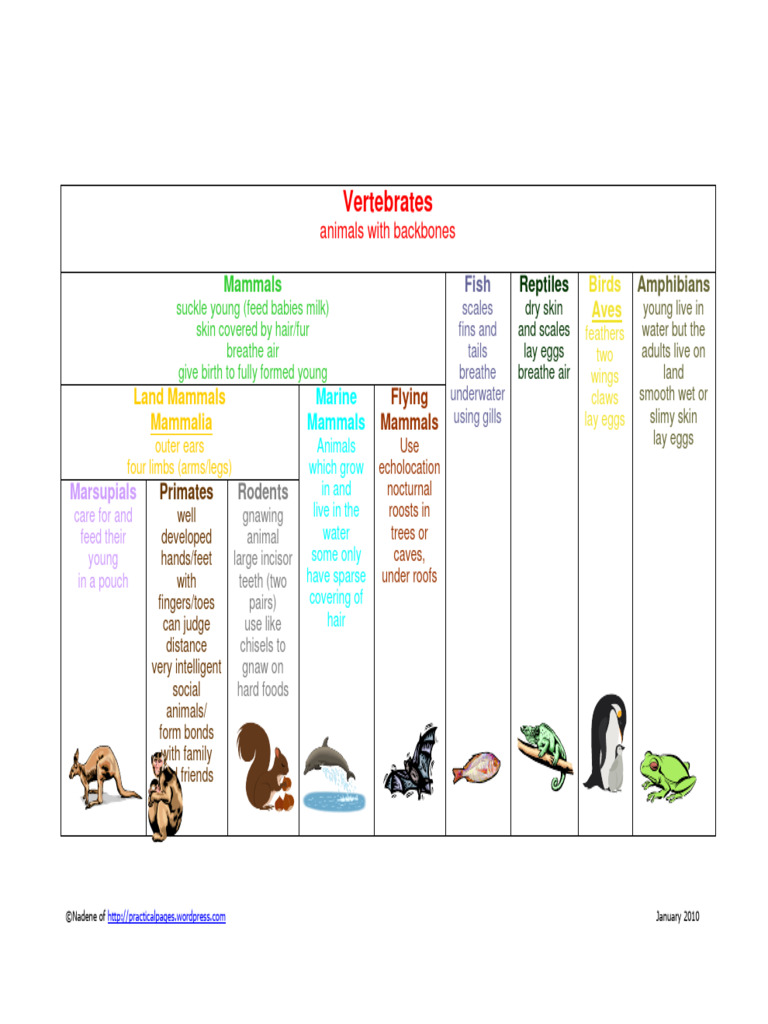 Animal Classification: Vertebrates & Invertebrates | PDF | Mammals ...