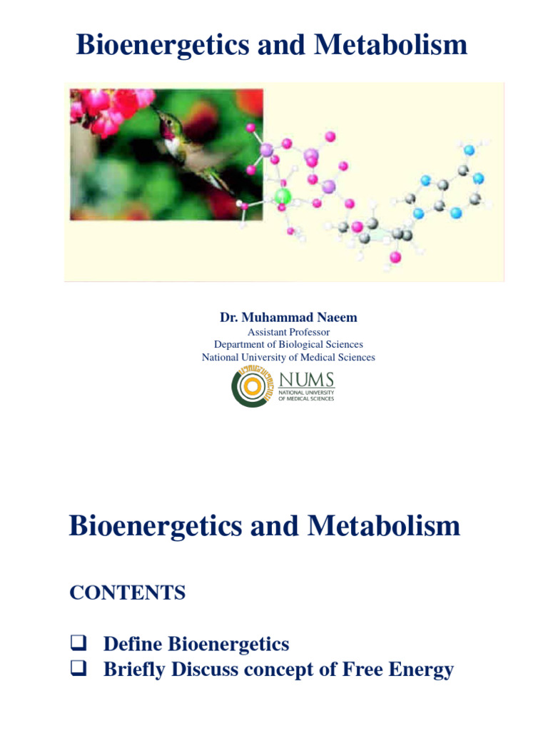 Bioenergetics and Metabolisism | PDF | Metabolism | Bioenergetics