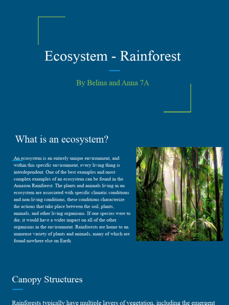 Ecosystem - Rainforest | PDF | Rainforest | Canopy (Biology)