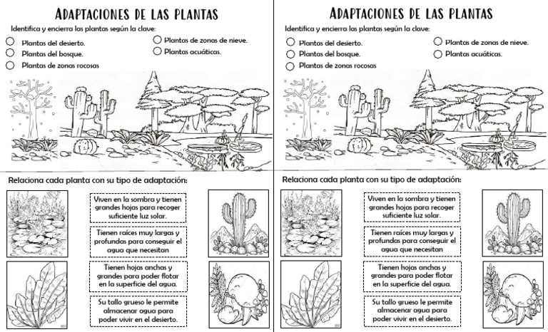 Adaptacion de Las Plantas | PDF