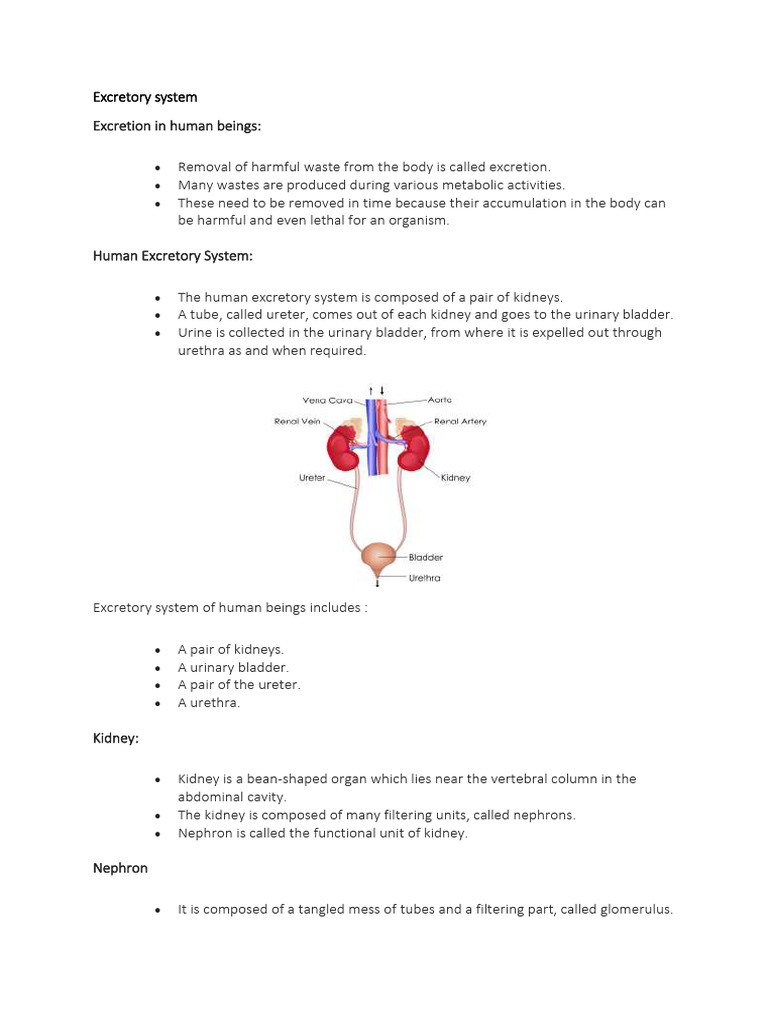 Excretory system | PDF | Kidney | Urinary System