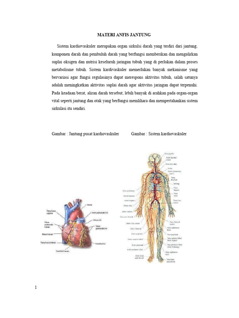 Anatomi - LP Jantung & Pembuluh Darah | PDF