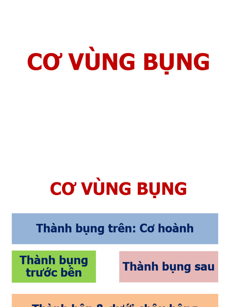 Cơ Vùng B Ng. | PDF