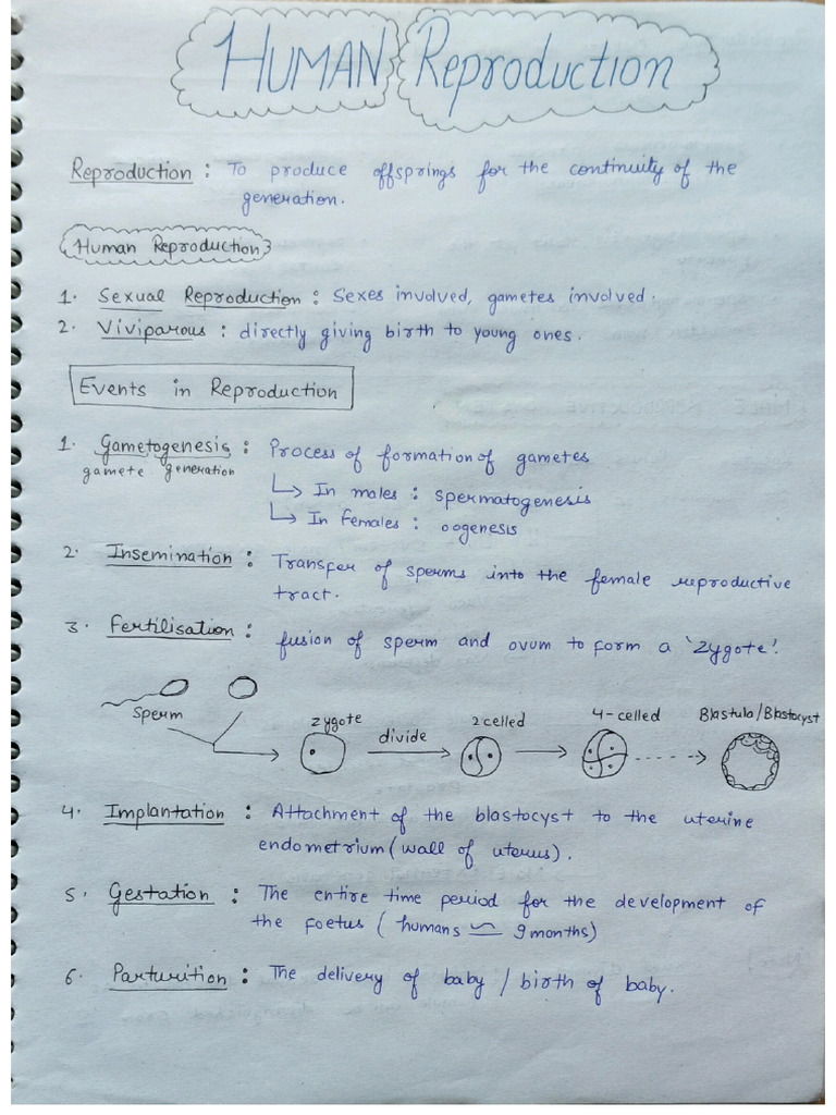 Human Reproduction Detailed Notes | PDF