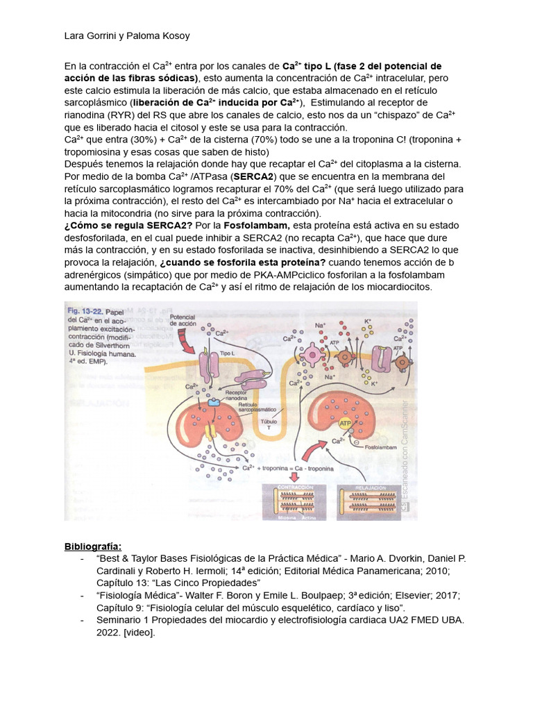 Ciclo Del Calcio | PDF