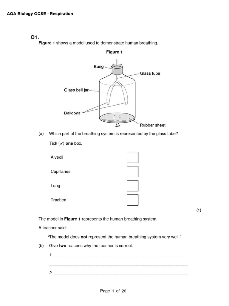4.2 Respiration QP | PDF | Cellular Respiration | Respiratory System