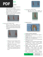 Anatomia do Dente 27: Molar Superior | PDF | Raiz | Dente