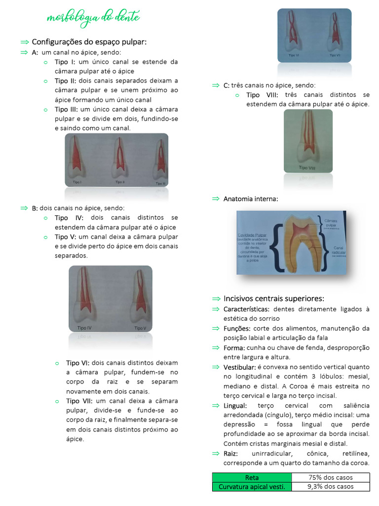 Anatomia e Tratamento dos Dentes | PDF | Dente humano | Áreas da ...