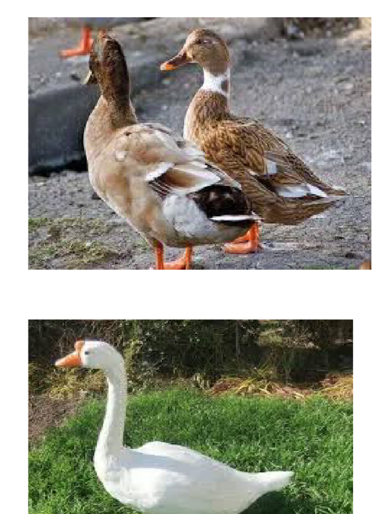 Gambar Hewan Piaraan | PDF